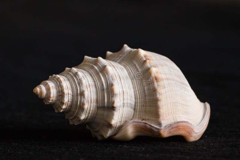 Gastropod Shell on Black Background Stock Photo - Image of hard ...
