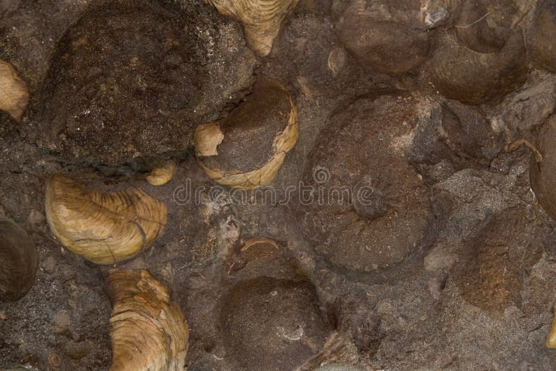 Gastropods and Bivalves. Shells in Carbonate Rock. Selective Focus ...