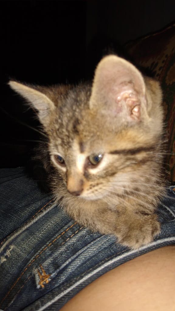 Gat on box stock photo. Image of happy - 166964238