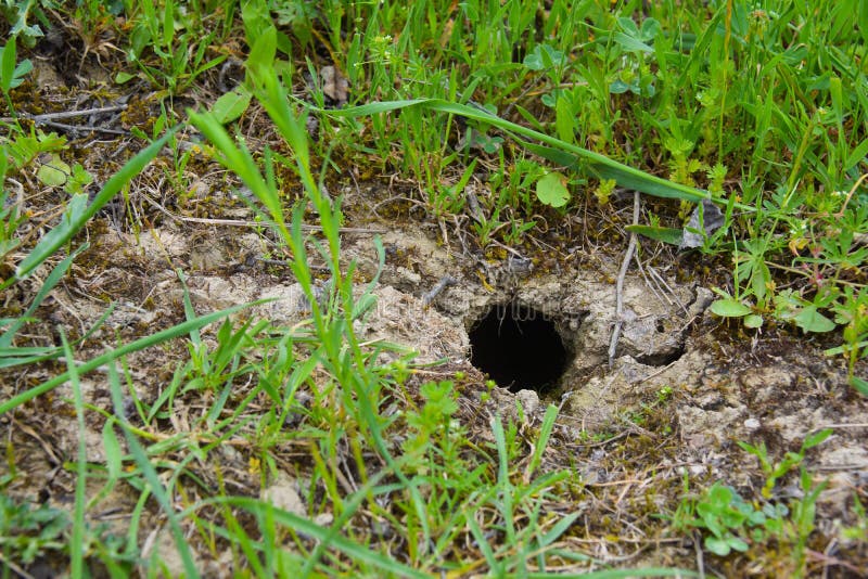 Gat in de aarde op weide stock foto. Image of grond, slang - 54251970