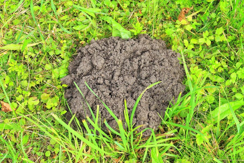 Mol in het gat stock afbeelding. Afbeelding bestaande uit gevaarlijk ...