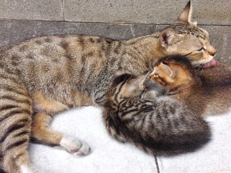Gata Madre Gris Cuidando a Los Gatitos Foto de archivo - Imagen de ...