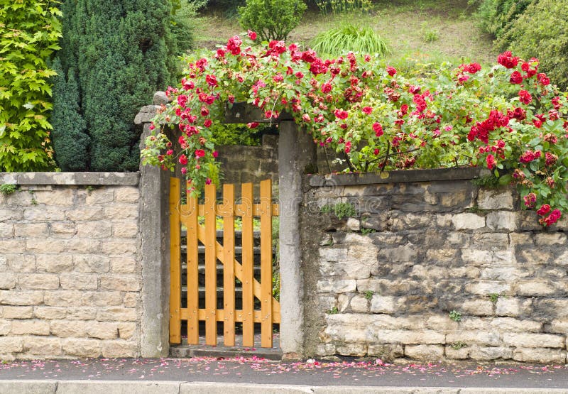 A Gate, Entrance To a Front Yard Stock Image - Image of rose, green ...