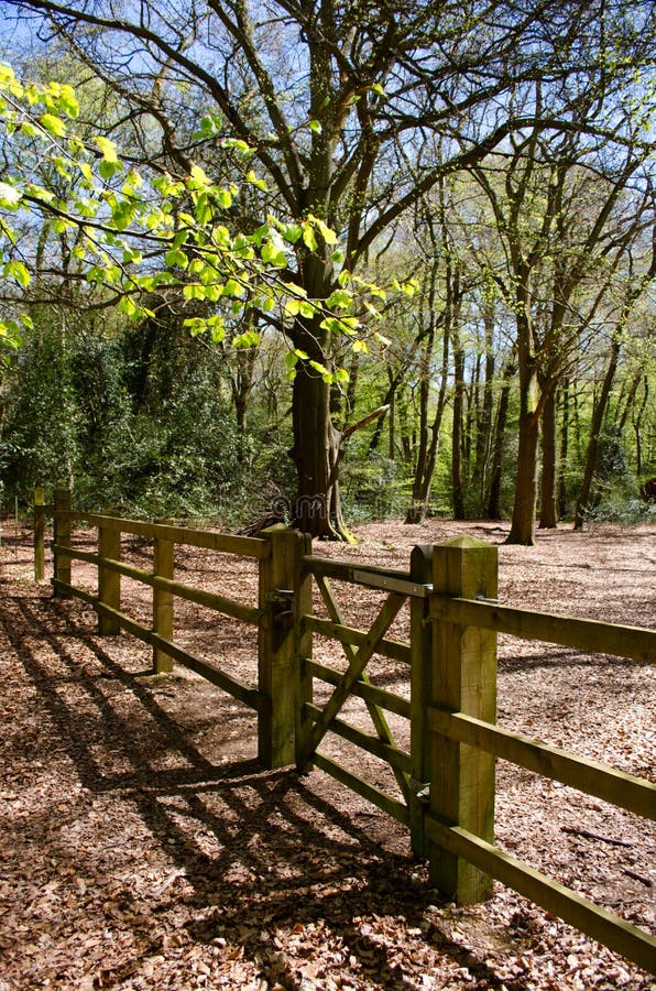 Gate and Fence in Forest Setting Stock Image - Image of journey, fence ...