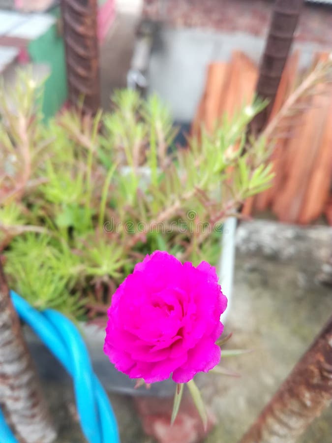 Gate flower stock image. Image of unique, gate, rose - 119540789