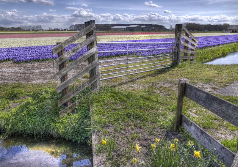 Gate in the Flowerfields stock image. Image of flowers - 145872117
