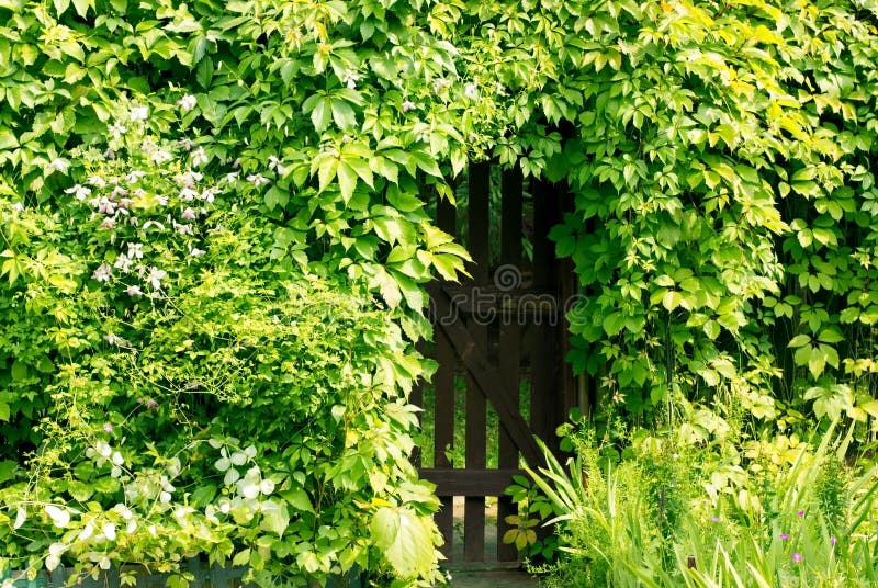 Gate in the hedge. stock photo. Image of idyllic, design - 109667726