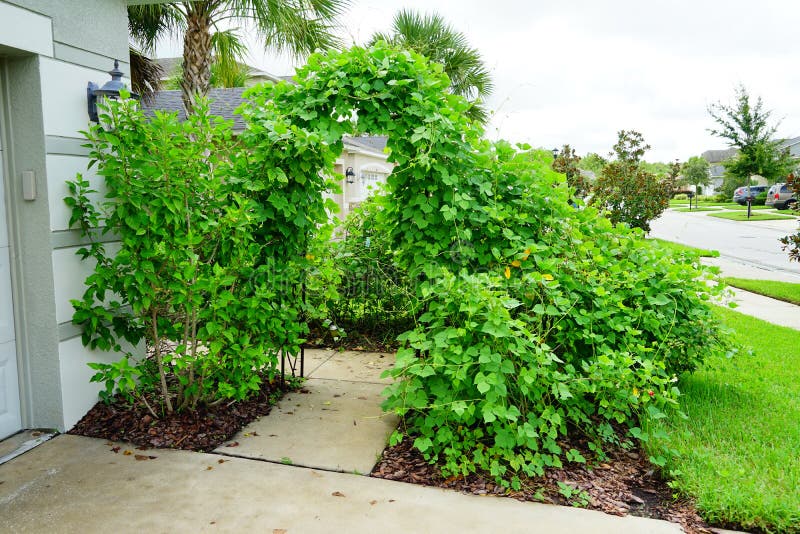 Ivy gate stock image. Image of grow, florida, backgrounds - 98966831