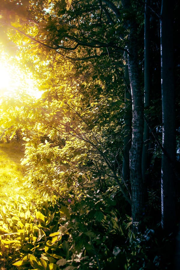 The Gate between Light and Dark in Nature Stock Image - Image of ...