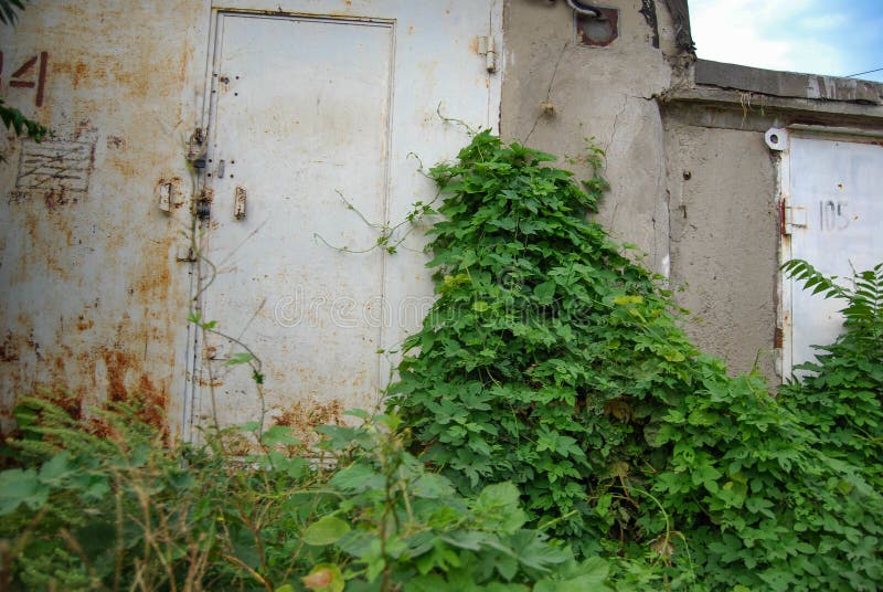 The Gate is Overgrown with Ivy. Stock Photo - Image of doorway, flora ...