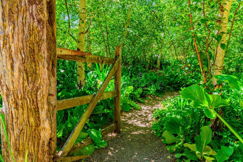 Gate and Path in the Forest Stock Photo - Image of grass, trees: 237814614