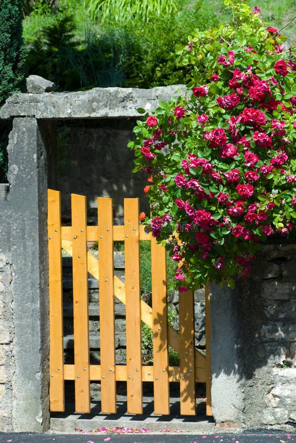 The gate with a rose bush stock image. Image of adorable - 10367569
