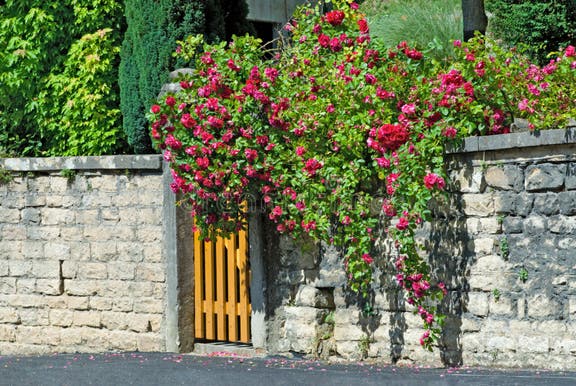 The gate with a rose bush stock photo. Image of real - 10367668
