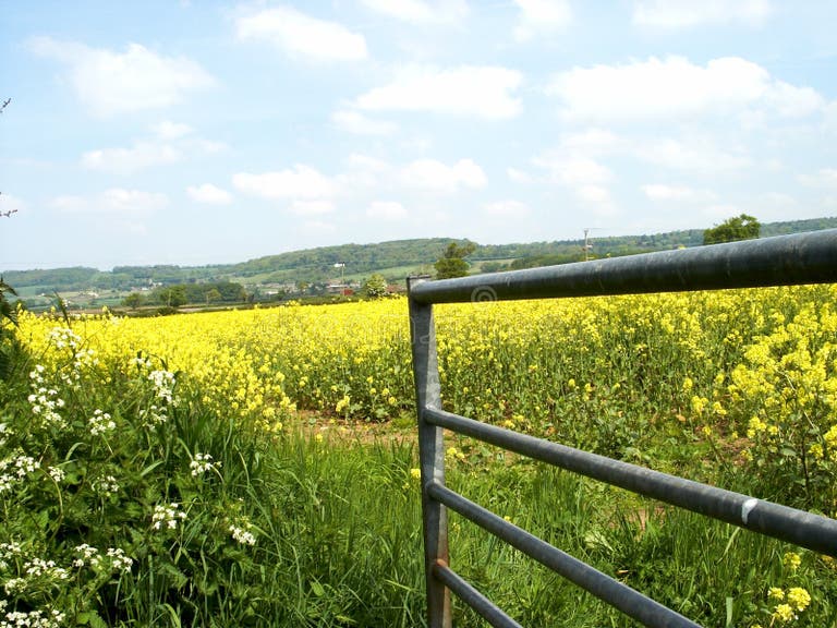 Gate & Yellow field stock image. Image of england, agriculture - 136779