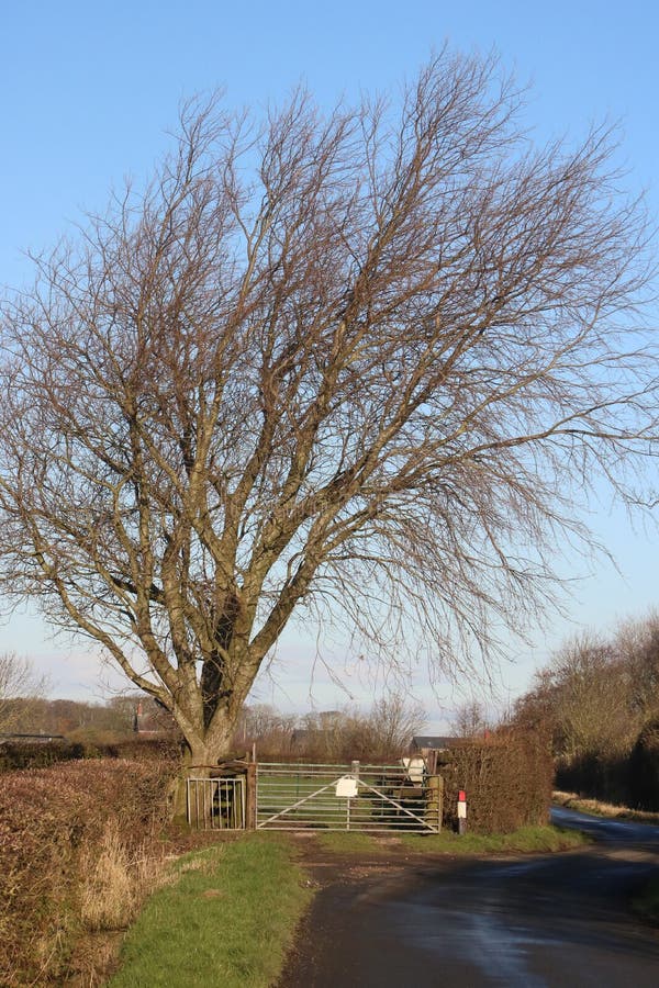 Gated Entry To Field Off Country Lane by Tree Stock Photo - Image of ...