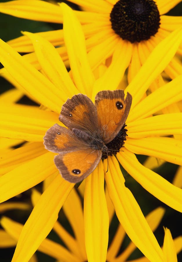 Gatekeeper butterfly stock photo. Image of nourishment - 3015822
