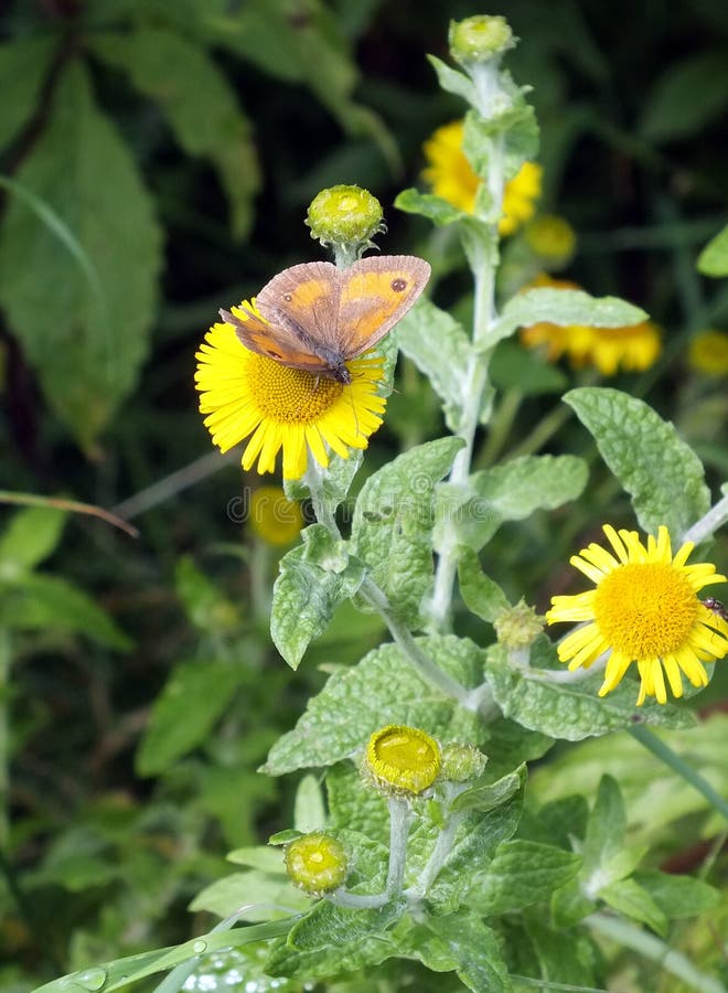 Gatekeeper Butterfly stock photo. Image of brown, countryside - 92893958