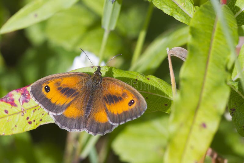 Gatekeeper Butterfly (Pyronia Tithonus) Stock Image - Image of orange ...