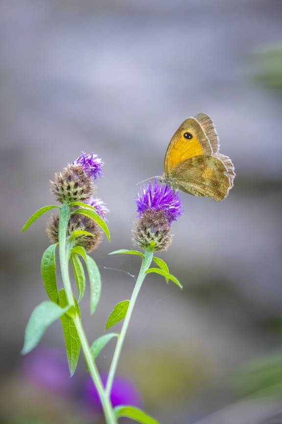 Gatekeeper Butterfly, Pyronia Tithonus, Open Wings Top View Stock Image ...