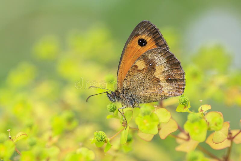 Gatekeeper Butterfly, Pyronia Tithonus, Resting Stock Image - Image of ...