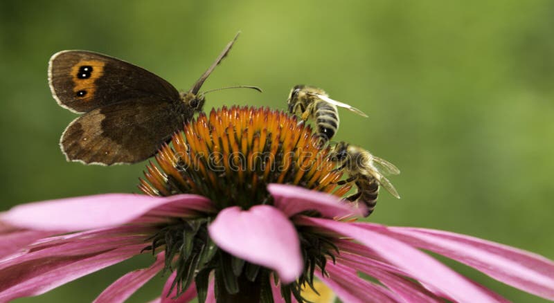 Bees And Butterfly On The Flower Stock Photo - Image of nature ...