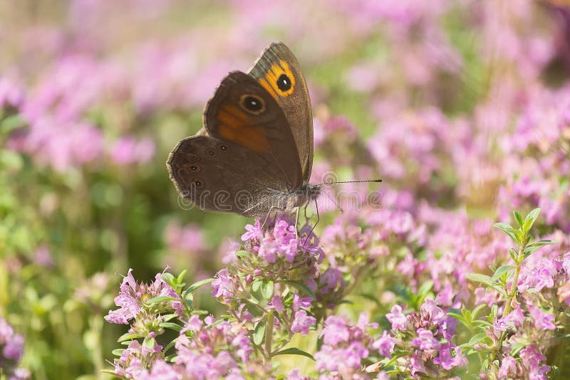 Gatekeeper (Pyronia Tithonus) Sitting in a Sun-drenched Forest Clearing ...