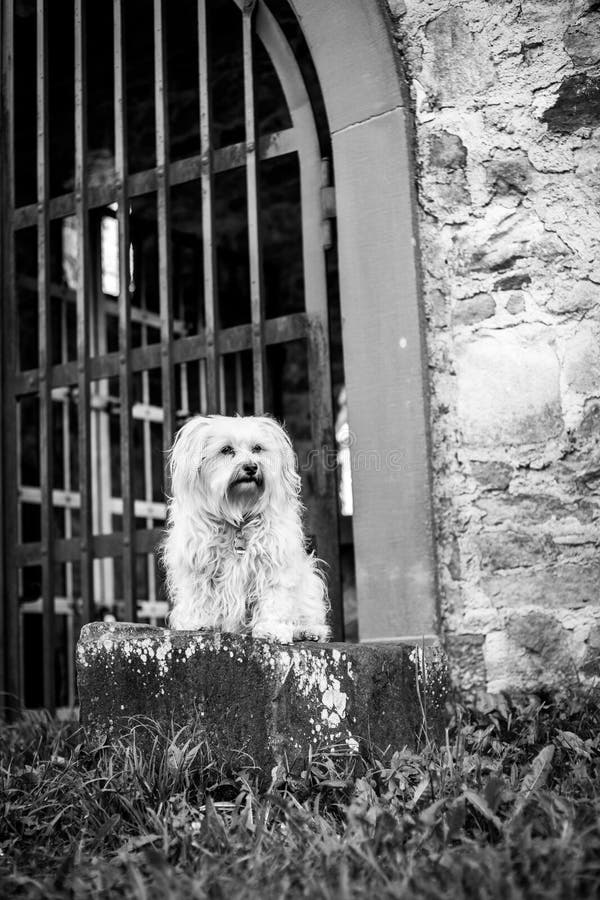 Gatekeepers stock photo. Image of black, gate, outdoor - 43703400