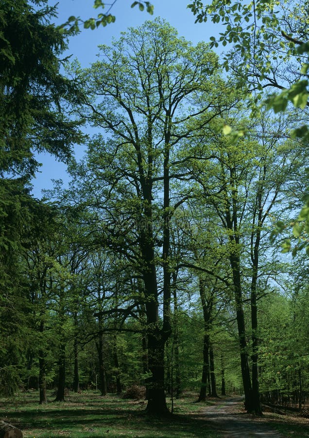 Spring woods stock image. Image of green, fairytale, purple - 40198149