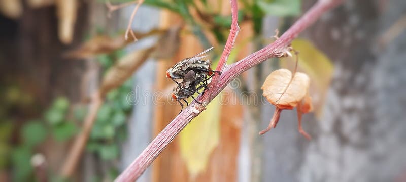 Gathered Insects Ensure the Sustainability of Future Generations Stock ...