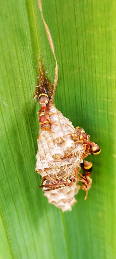 Gathered Insects Ensure the Sustainability of Future Generations Stock ...