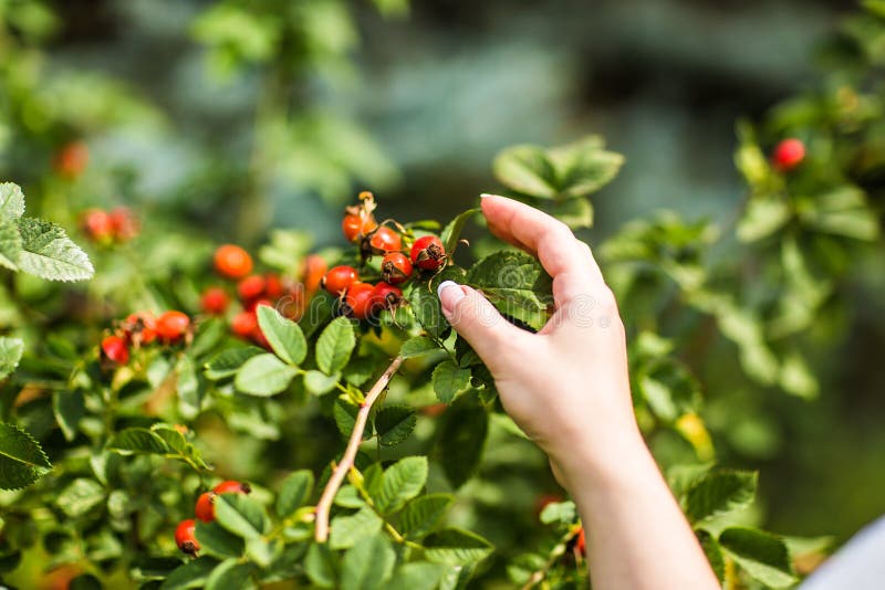 Gathering Berries of Wild Rose Stock Image - Image of briar, food: 33919461