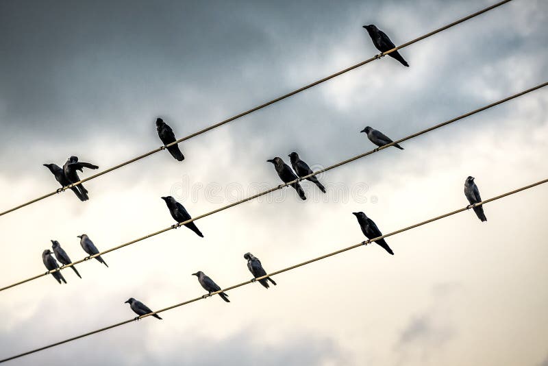 Gathering of Birds Black Crows on Electric Wire Stock Image - Image of ...