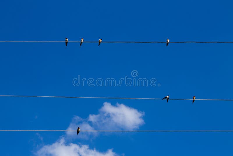 Gathering birds stock photo. Image of cloudscape, beautyful - 81818654