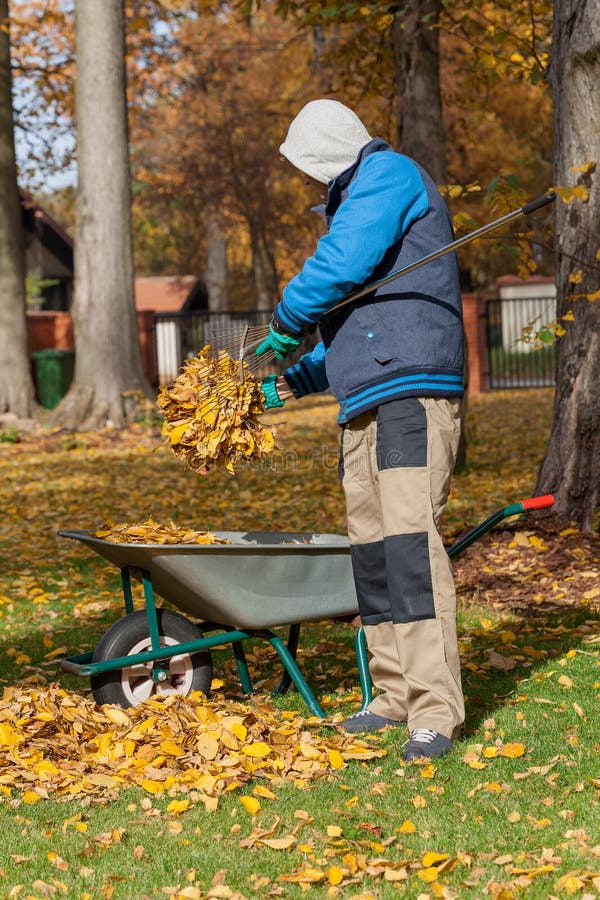 Sweeping leaves stock photo. Image of collect, raking - 43881980