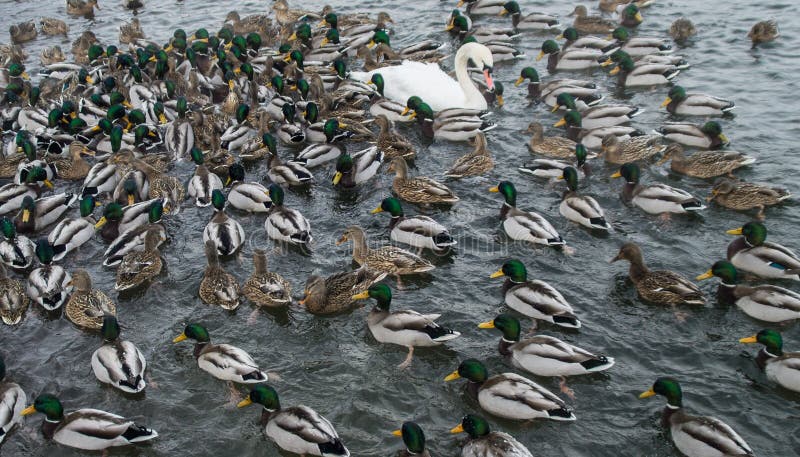 Gathering stock image. Image of subtle, still, background - 65707055