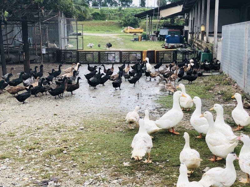 A Gathering by Ducks and Gooses Stock Image - Image of beak, grass ...