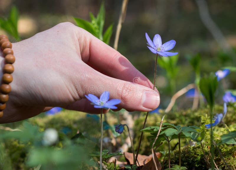 Gathering Flowers in Spring Time: Hepatica or Liverleaf in Spring Stock ...