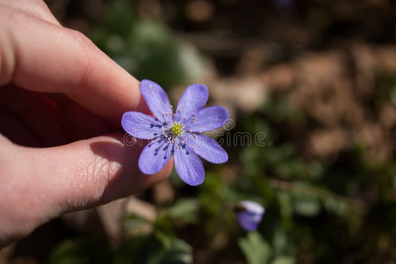 Gathering Flowers in Spring Time: Hepatica or Liverleaf in Spring Stock ...