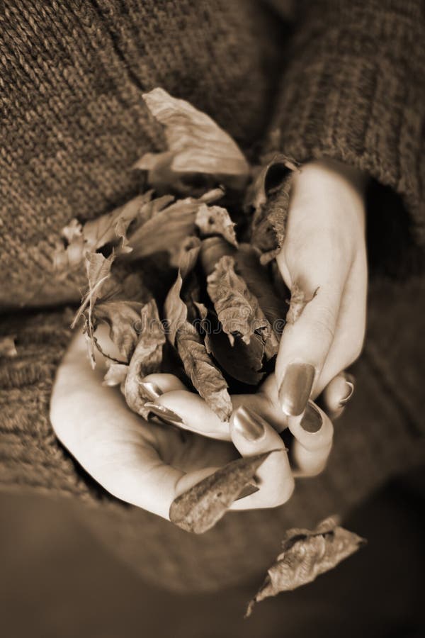 Gathering leaves stock photo. Image of feminine, jumper - 7228470