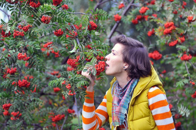 Gathering rowan berries stock photo. Image of fall, woman - 59583106