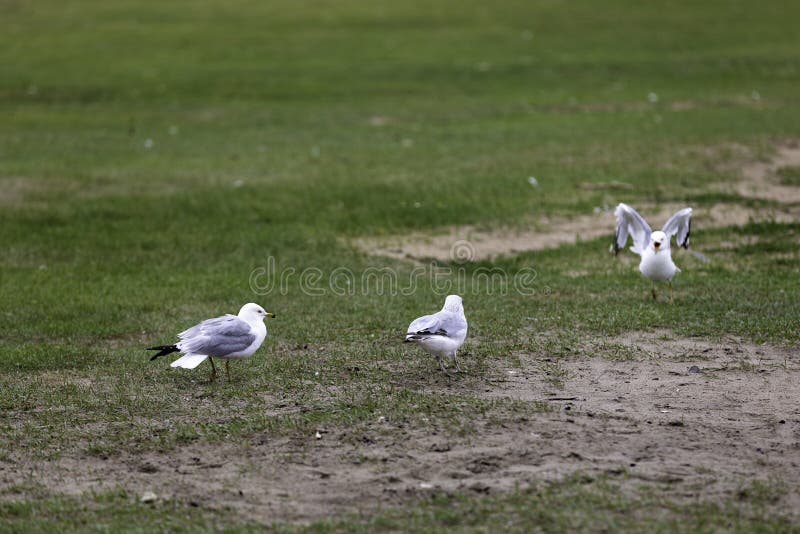 The Gathering of Three Seagulls Stock Photo - Image of fight, grass ...