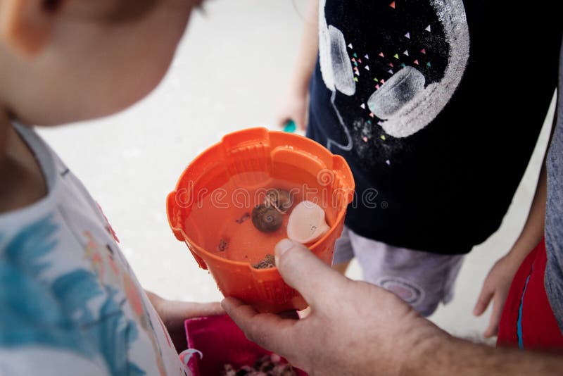 Gathering shells stock image. Image of hermit, wander - 112080023