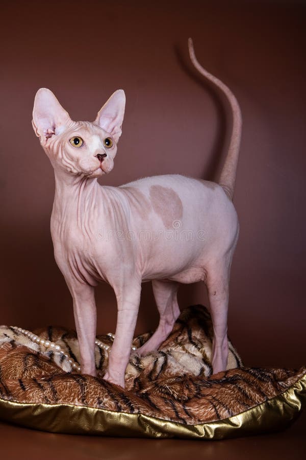 Gato Calvo De Sphynx No Perfil Isolado No Preto Foto de Stock - Imagem ...