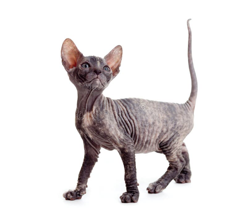 Gato Calvo De Sphynx Na Cama Marrom Da Pele Imagem de Stock - Imagem de ...