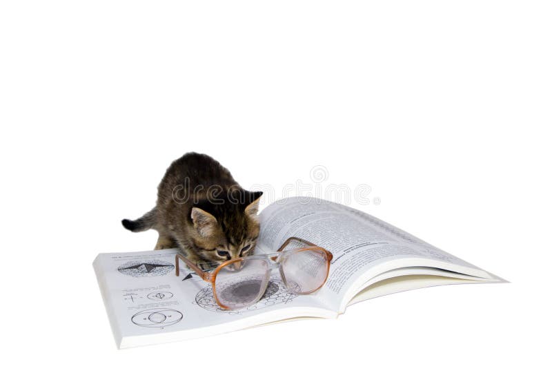 Gatinho com livro imagem de stock. Imagem de gatinho, doméstico - 2727021
