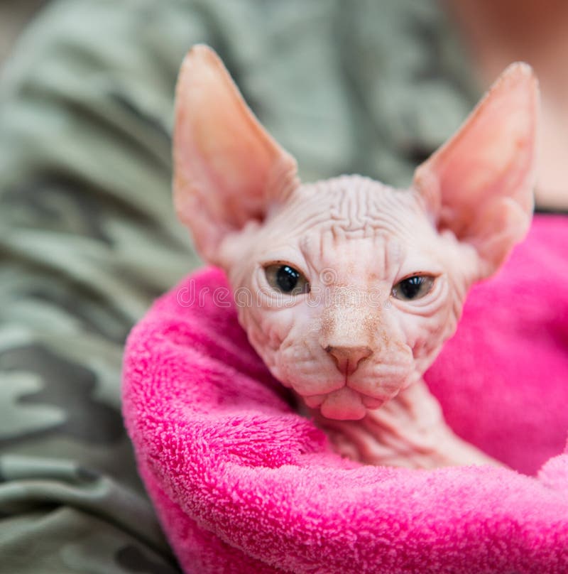 Gatinho de Sphynx foto de stock. Imagem de gatinho, soprado - 33891298