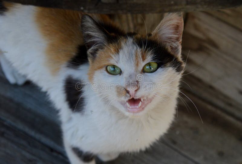 Gatinho gato colorido imagem de stock. Imagem de colorido - 176650995