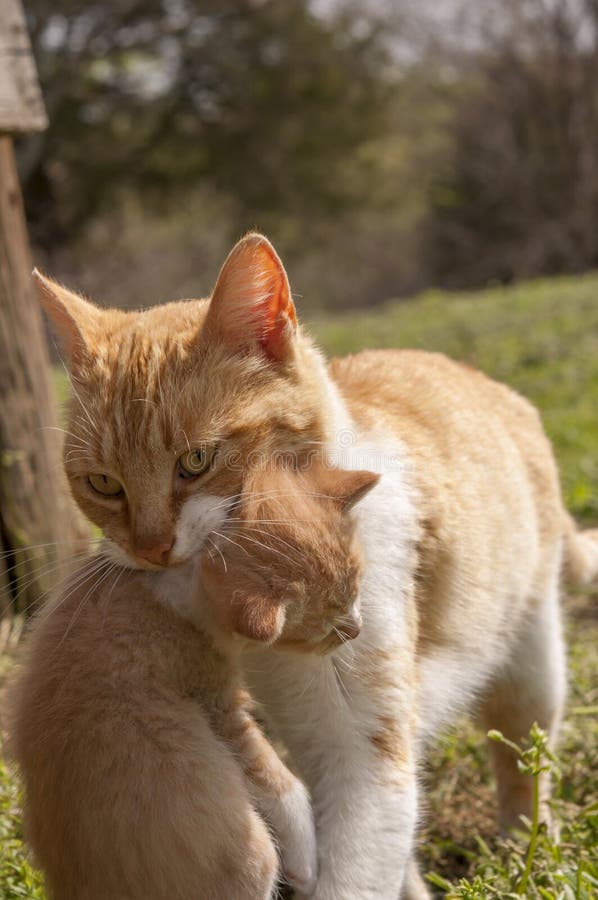 Gatinho Levando Do Gato Da Mãe Foto de Stock - Imagem de carregar ...