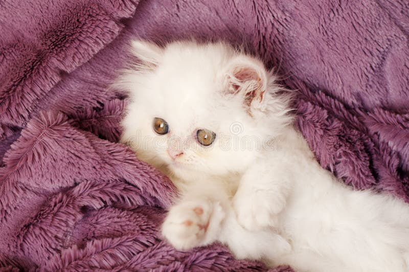 Gatinho persa branco imagem de stock. Imagem de persa - 31705717