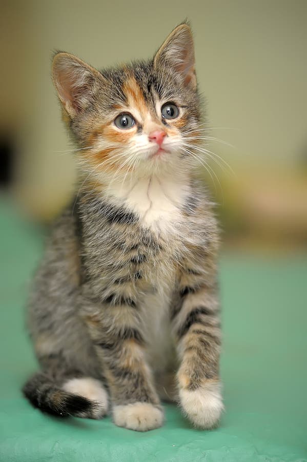 Gatinho Tricolor Giro Está Em Um Cobertor De Lã Quente Cinza Com Um ...